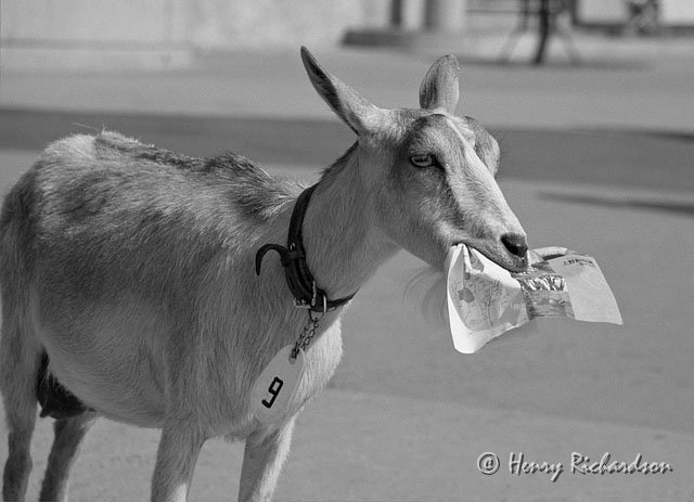 Japan 7: ueno_zoo_paper_eating_goat_1991